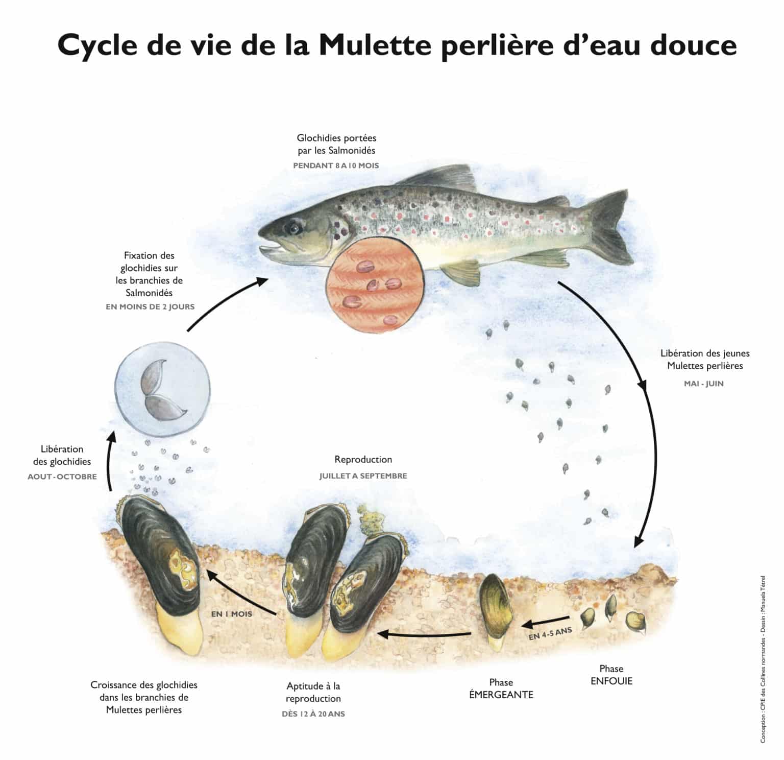 Mulette perlière - Bretagne Vivante