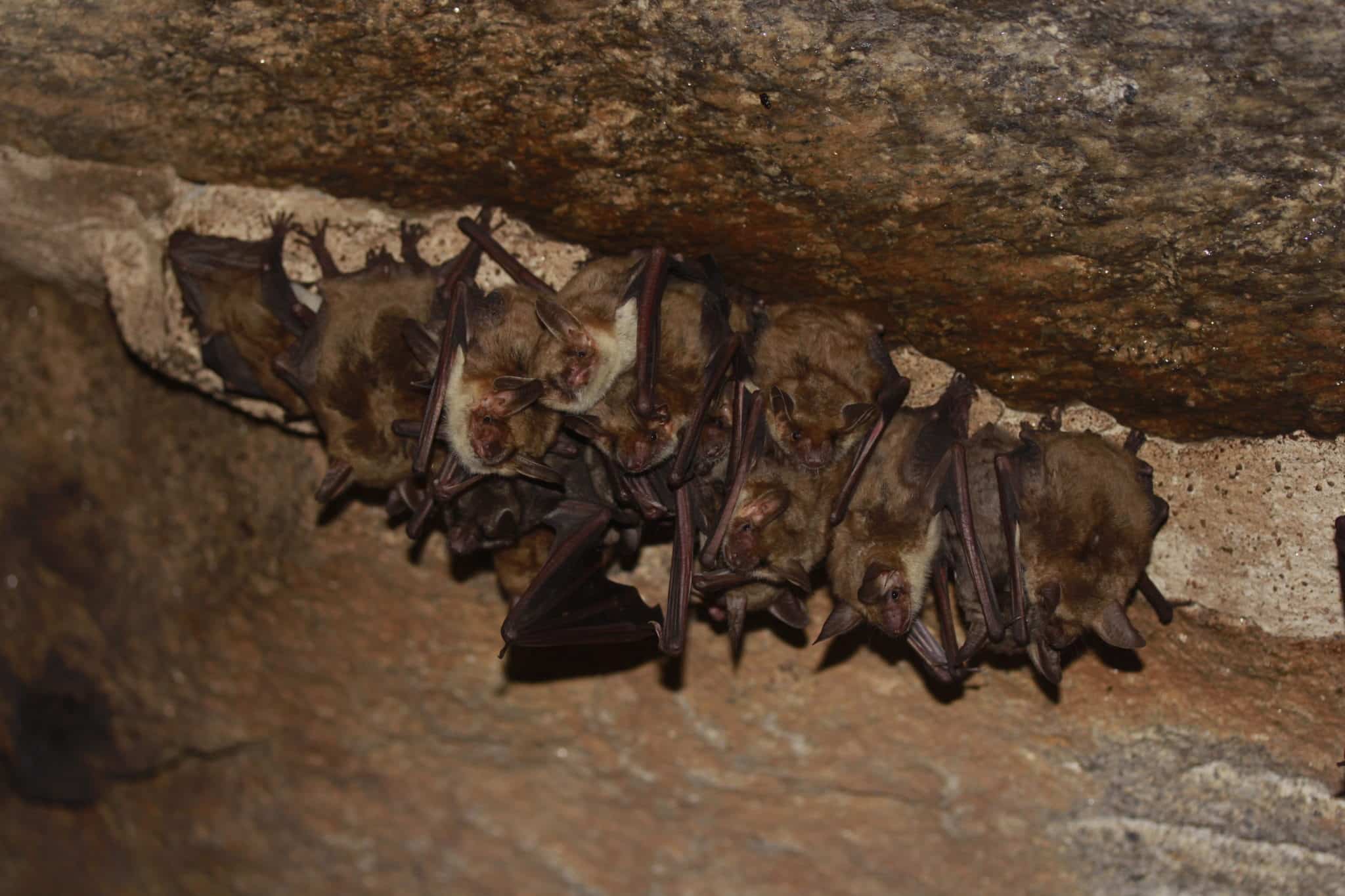 Chauves-souris - Bretagne Vivante