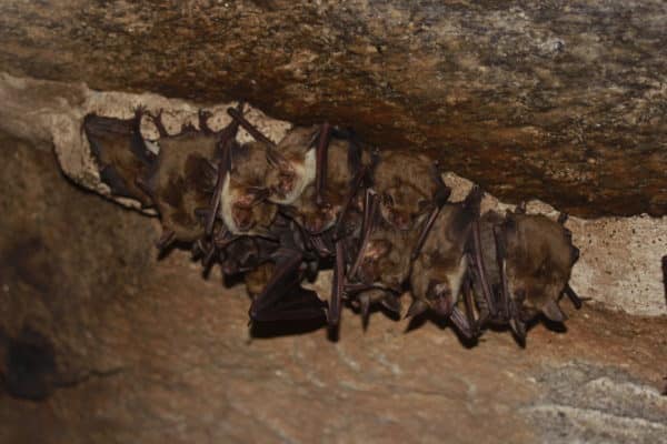 Chauves-souris - Bretagne Vivante