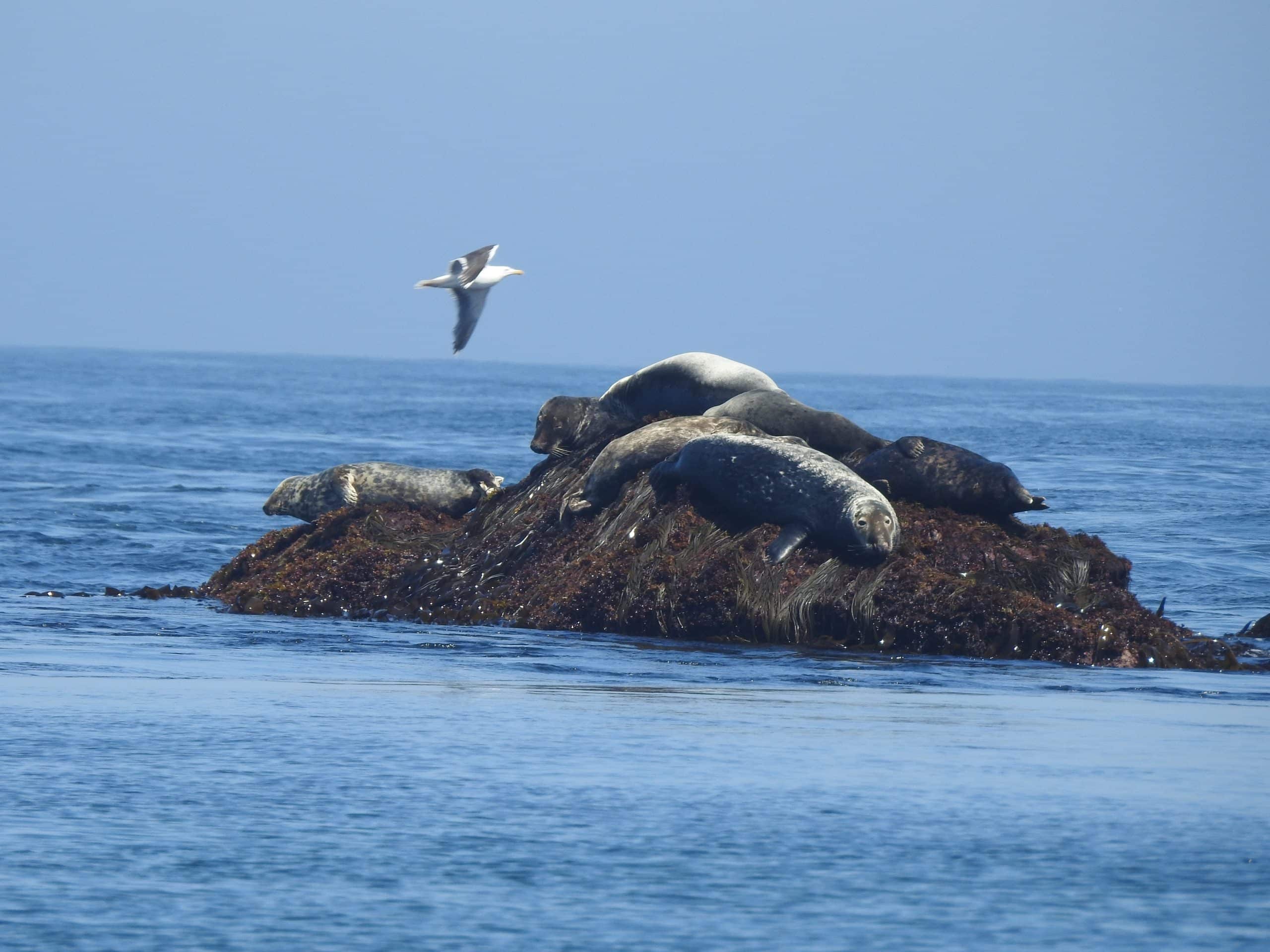 À la rencontre des phoques gris de la baie de Morlaix - Bretagne Vivante